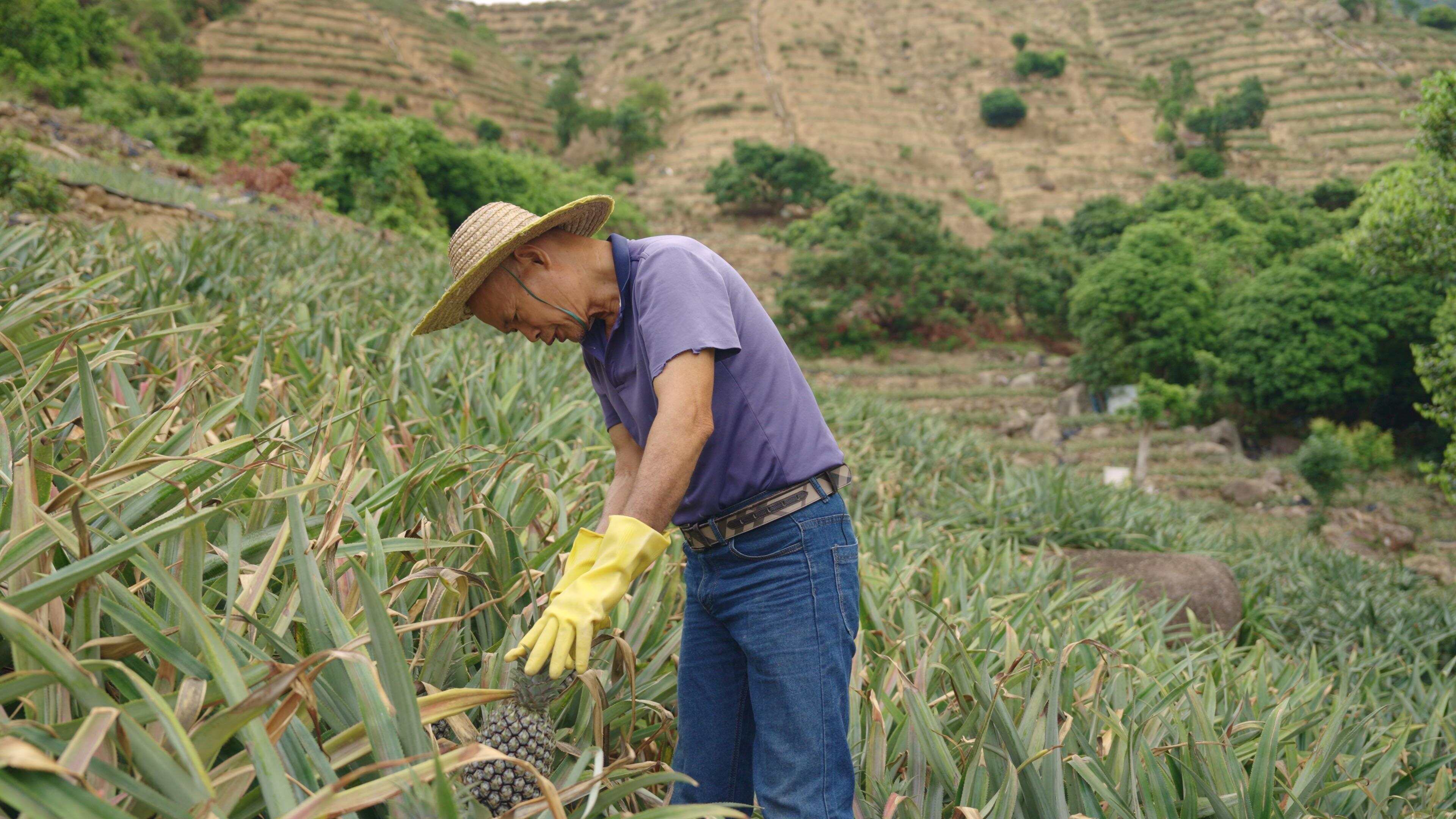 一颗菠萝 两代守护 | 大美岭南·行看百千万-广东台荔枝网
