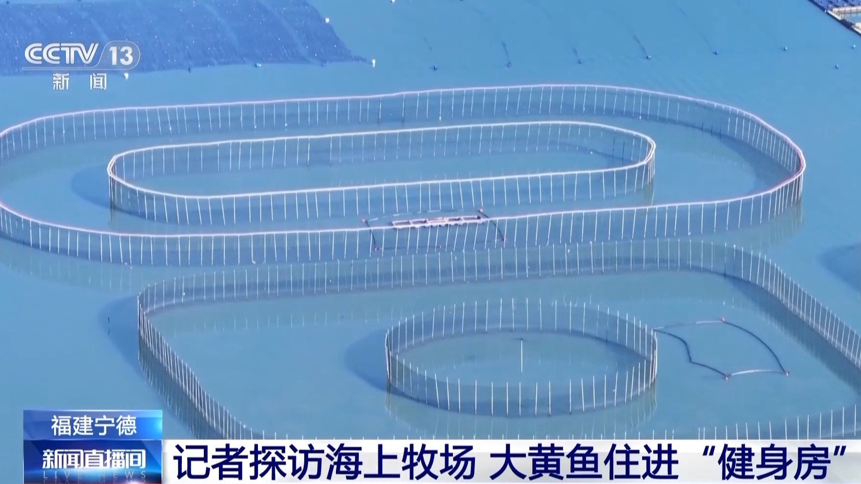 视频丨在这座海上牧场，大黄鱼住上“健身房”-广东台荔枝网